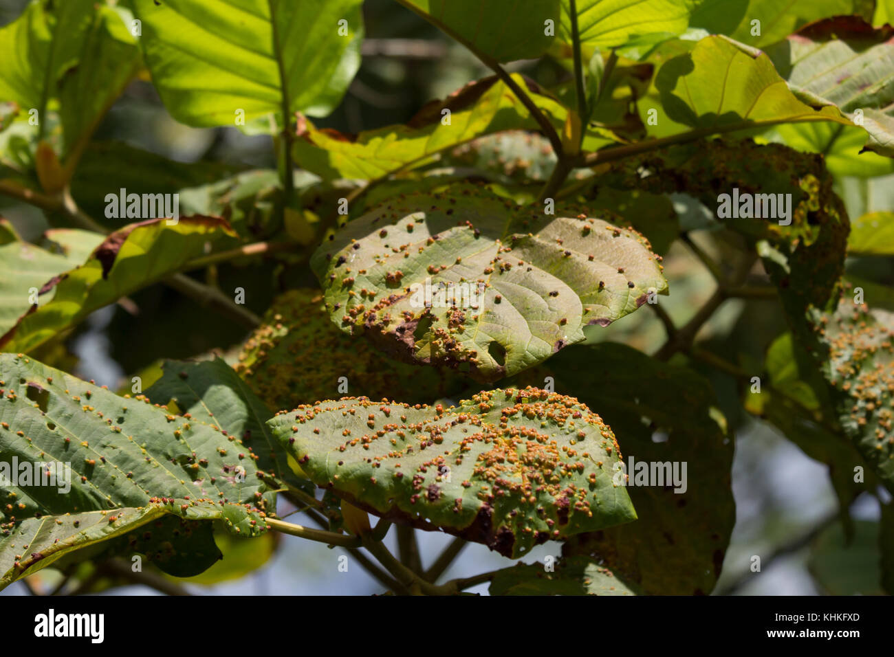 Close up Disease Green leaf of teak tree Stock Photo - Alamy