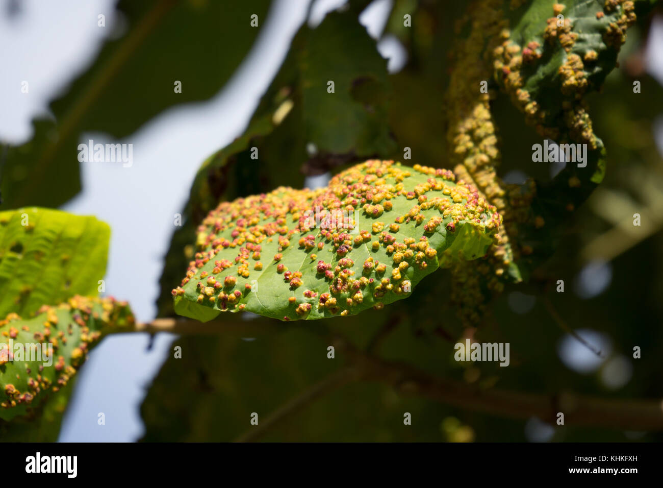 Close up Disease Green leaf of teak tree Stock Photo - Alamy