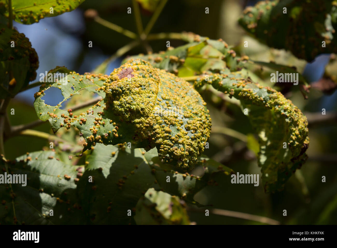 Close up Disease Green leaf of teak tree Stock Photo - Alamy
