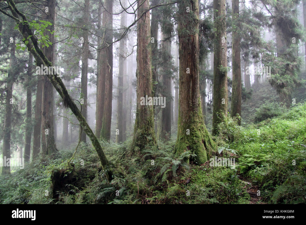 Alishan national park hi-res stock photography and images - Alamy