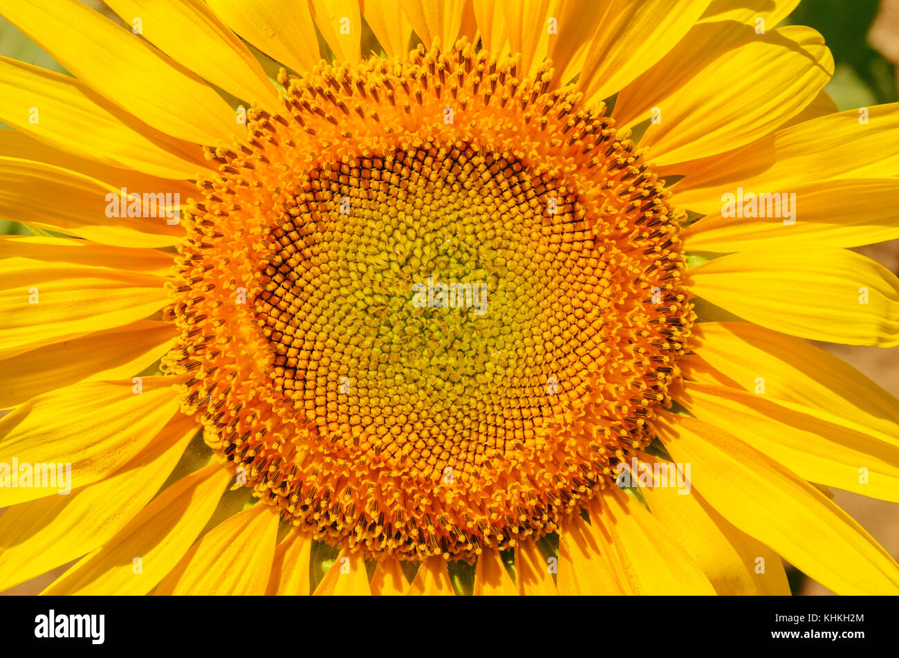 central part of sunflower closeup Stock Photo - Alamy