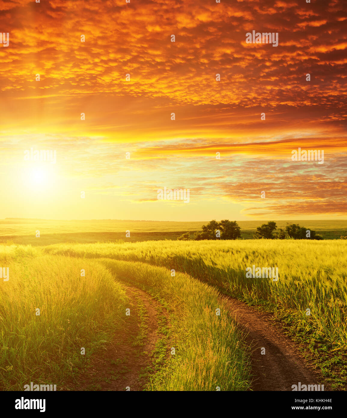 red sunset and road in green field Stock Photo - Alamy