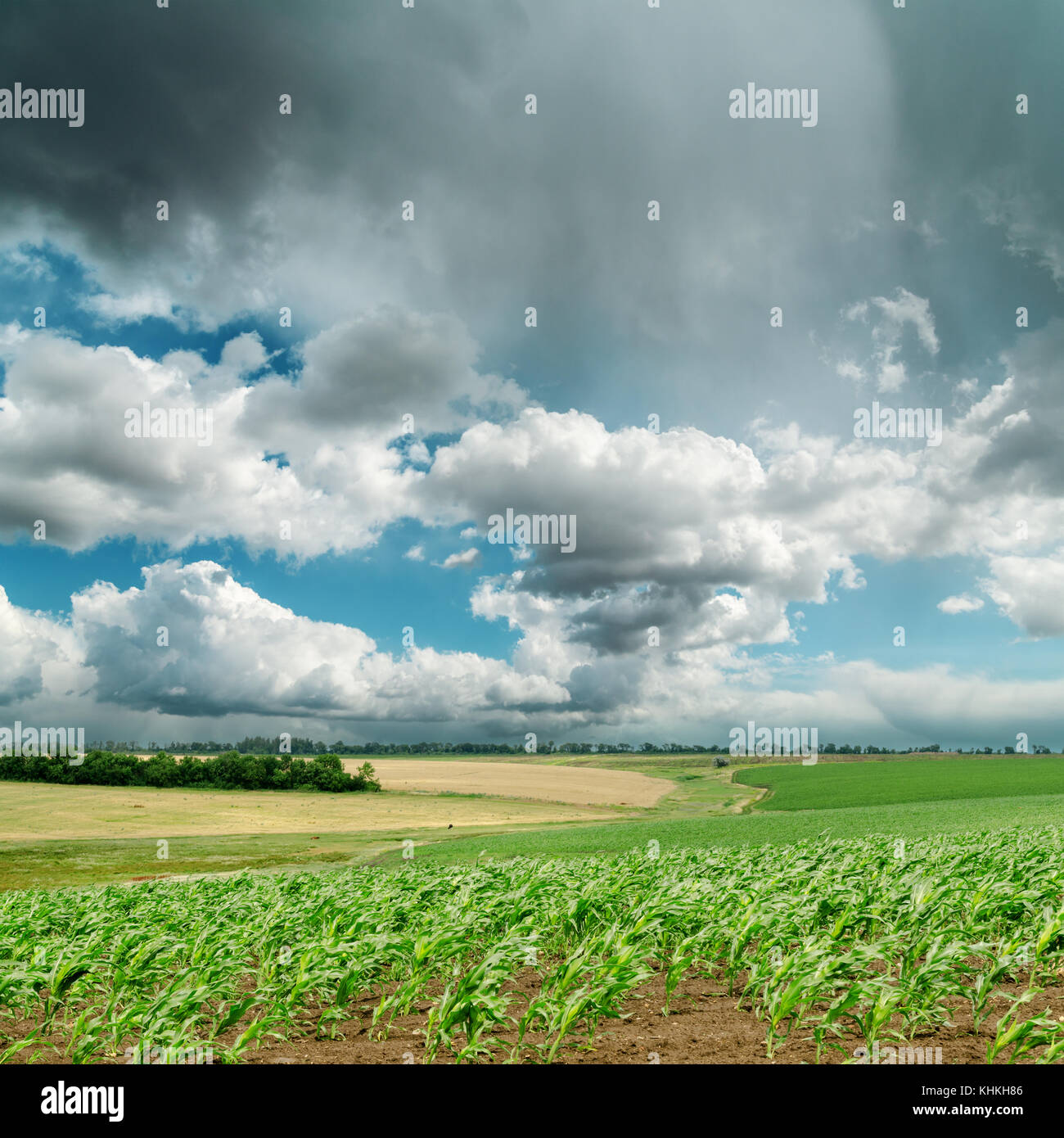 dramatic sky over green field. rain before Stock Photo - Alamy
