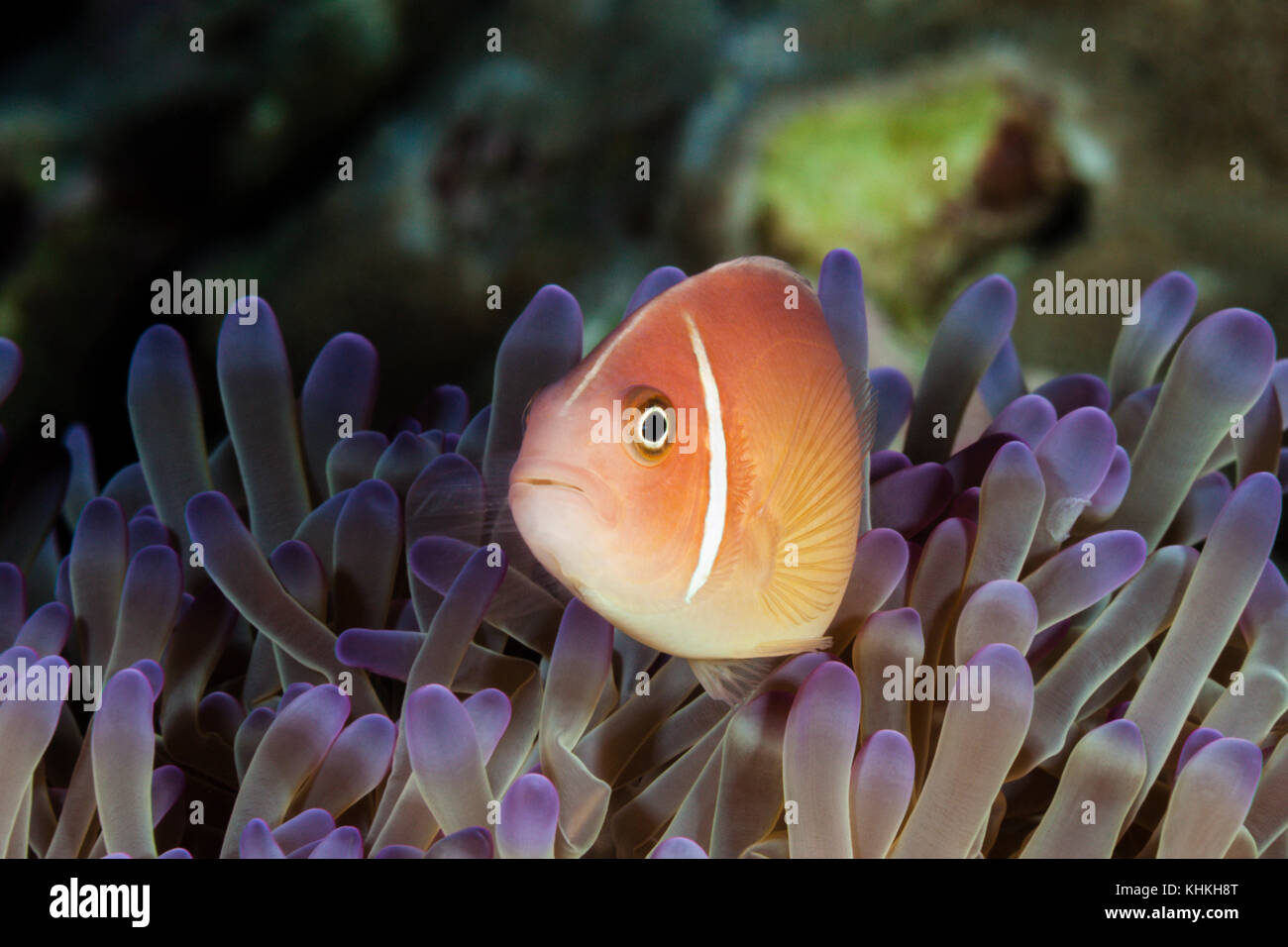 Underwater view of clownfish and anemone hi-res stock photography and ...