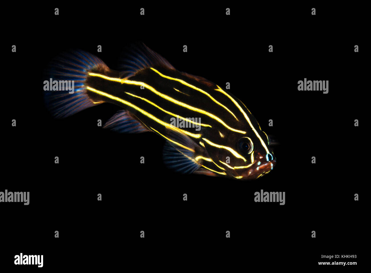 Goldstriped soapfish hi-res stock photography and images - Alamy