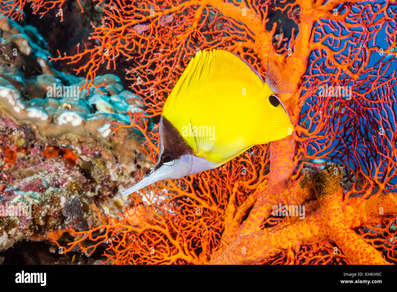 Yellow Forceps Butterflyfish, Forcipiger flavissimus, Christmas Island ...