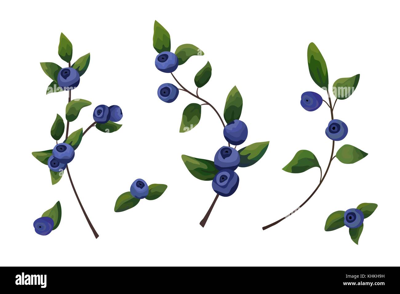 Vector natural element set: blueberry branch, forest fruit woth green ...