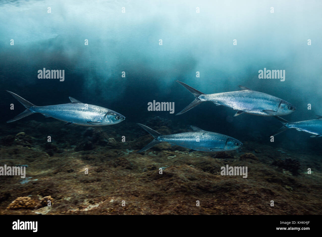 Milkfish hi-res stock photography and images - Alamy