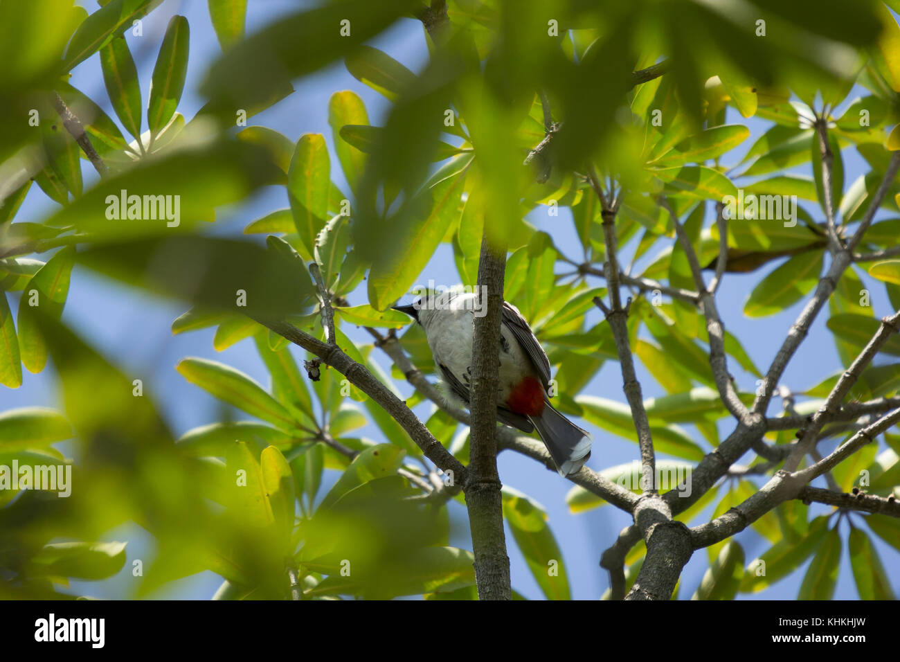 Red whiskered Bulbul Bird on Tree ,Pycnonotus jocosus Stock Photo - Alamy