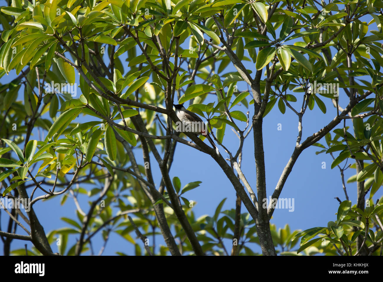 Red whiskered Bulbul Bird on Tree ,Pycnonotus jocosus Stock Photo - Alamy