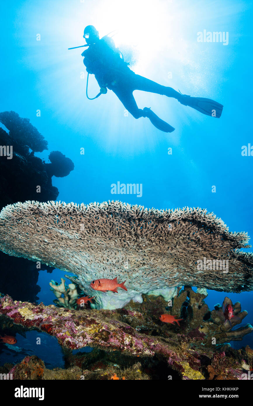 Coral silhouette hi-res stock photography and images - Alamy