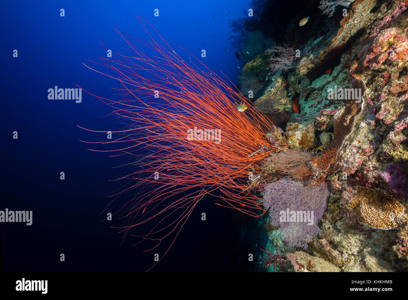 Red Sea Whip, Ellisella ceratophyta, Christmas Island, Australia Stock ...