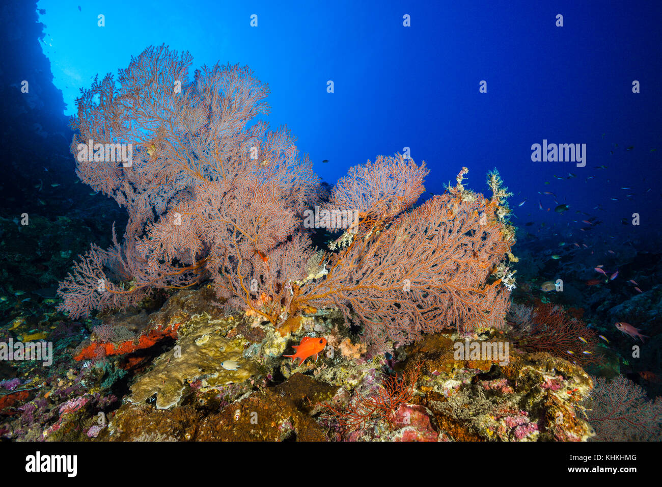 Coral Reef of Sea Fans, Gorgonaria, Christmas Island, Australia Stock ...