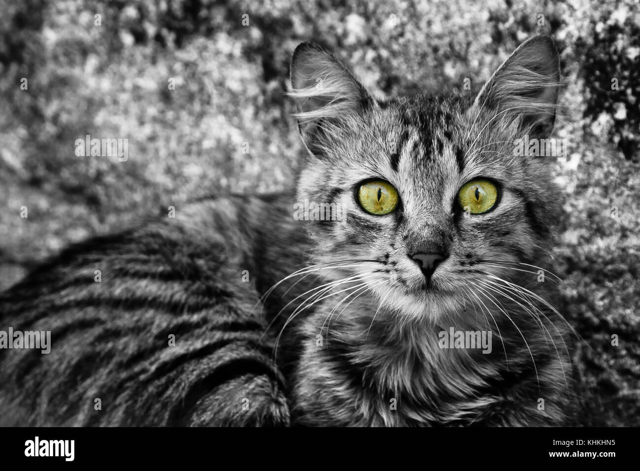 Black and white (BW) cat´s close-up face portrait emphasizing the ...