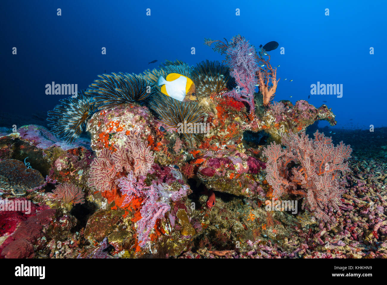Coral Reef of Sea Fans, Gorgonaria, Christmas Island, Australia Stock ...