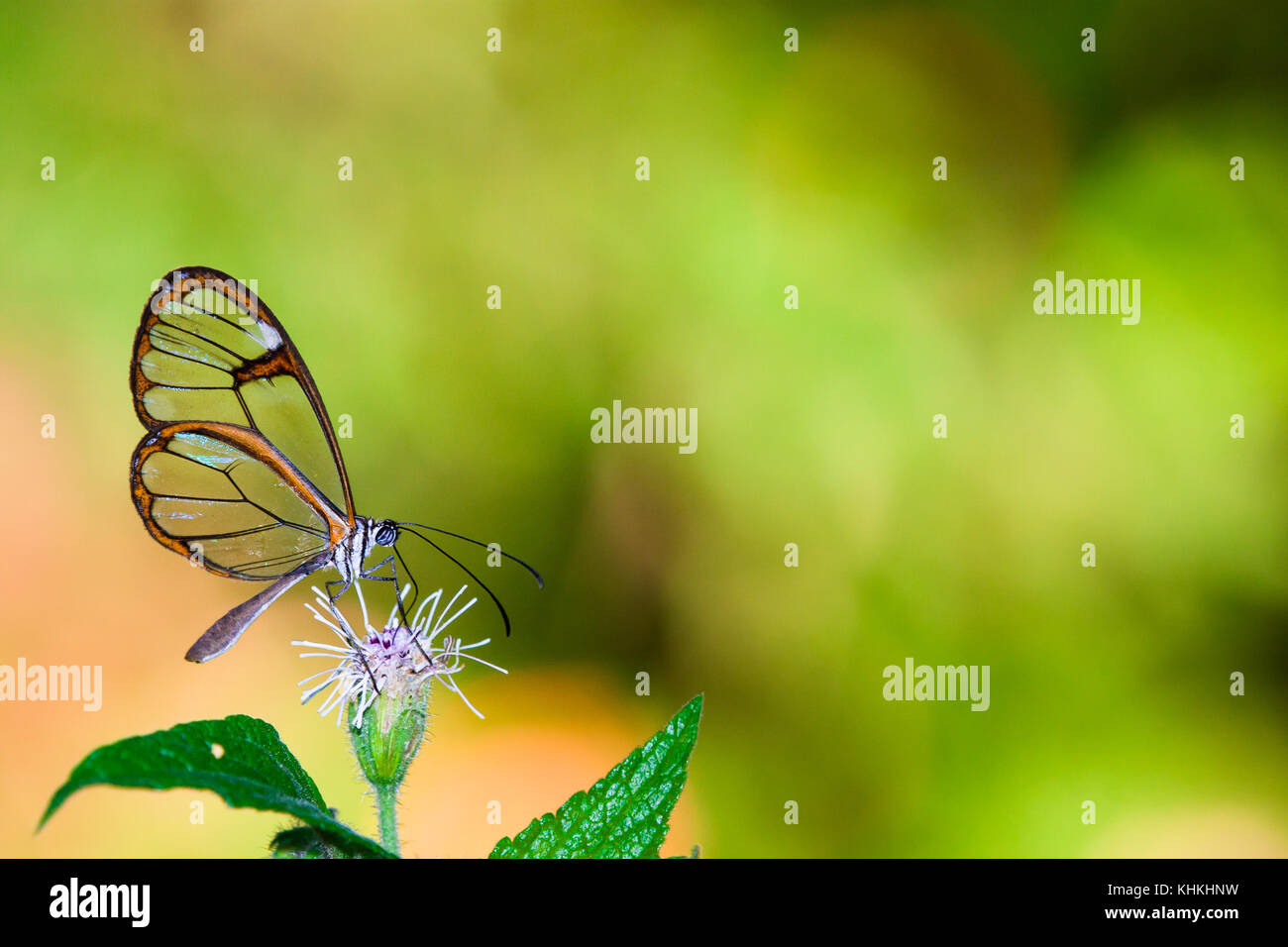 Clearwing butterfly with transparent "glass" wings (Greta oto) closeup ...
