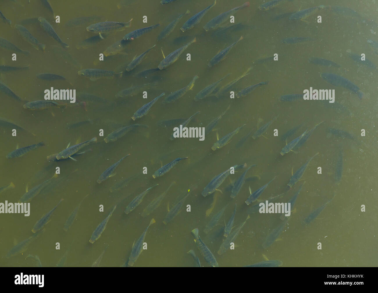 Neon colored fish in the Everglades National Park, Florida, USA ...