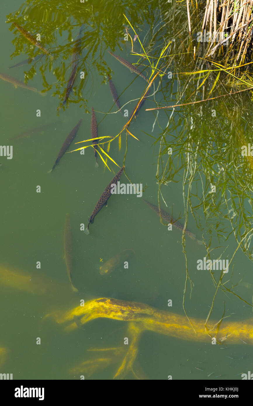 Fish in the Everglades National Park, Florida, USA, America Stock Photo ...