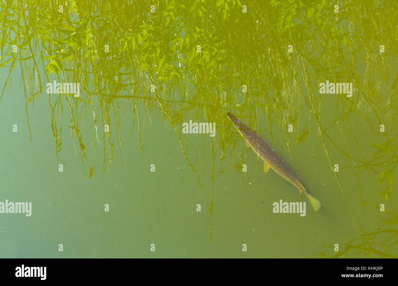 Fish in the Everglades National Park, Florida, USA, America Stock Photo ...