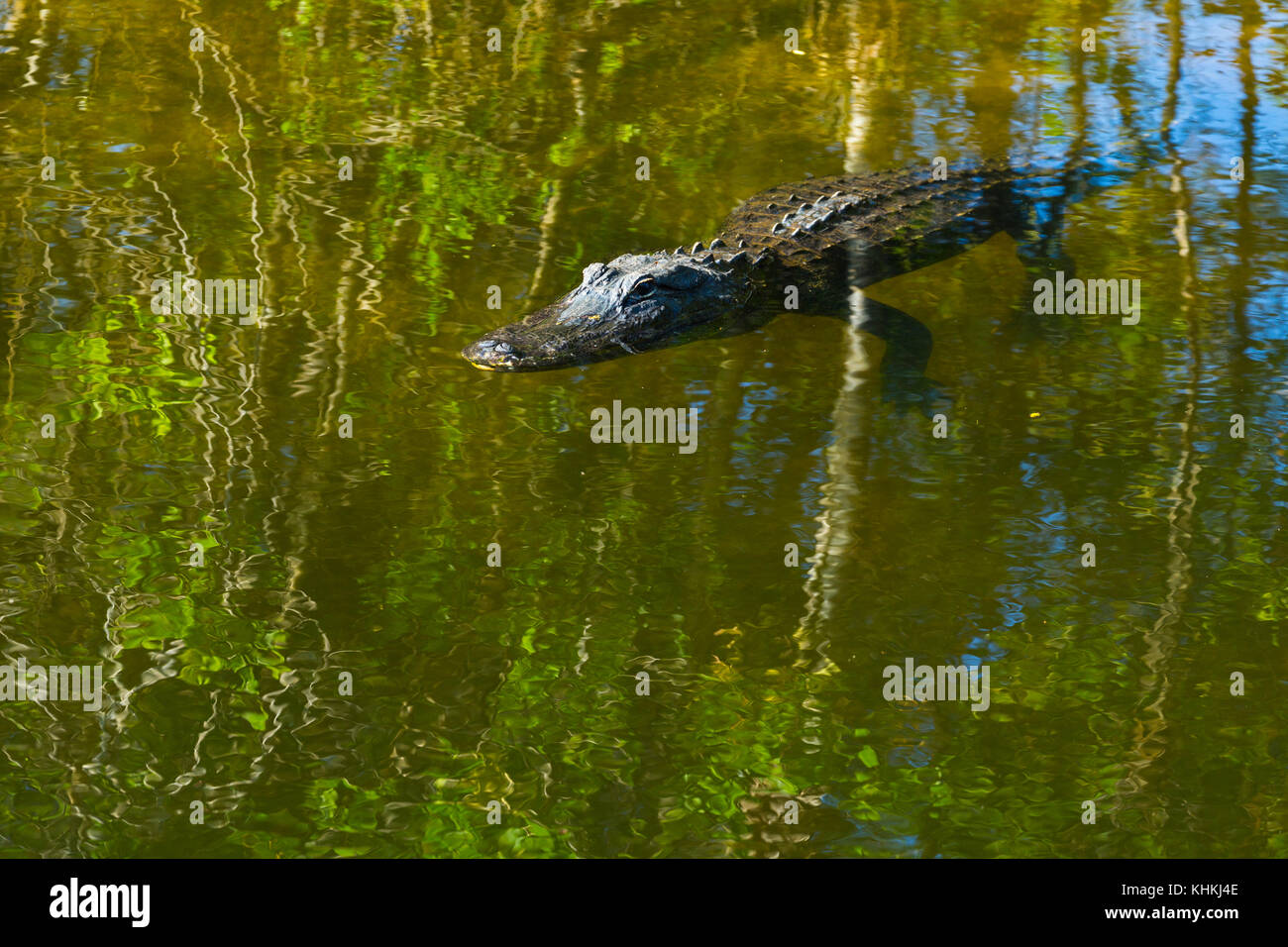 American Alligator, Everglades National Park, Florida, USA, America ...