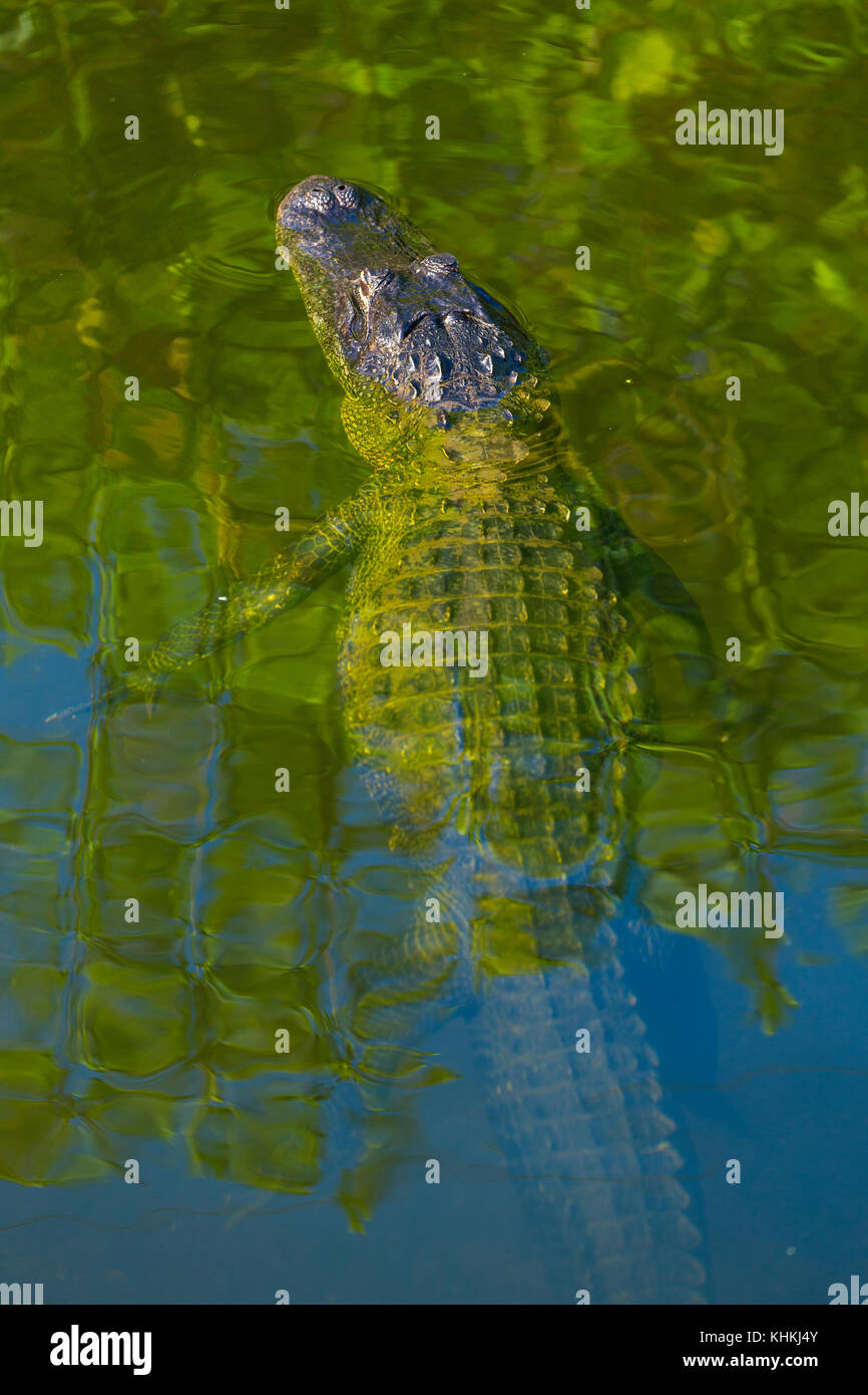 American Alligator, Everglades National Park, Florida, USA, America ...