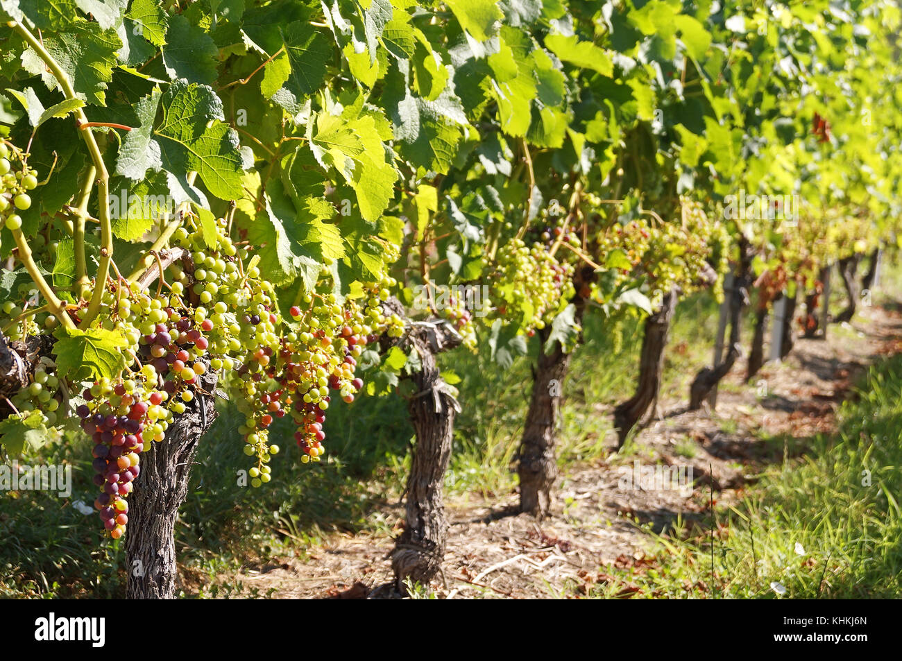Merlot vineyard hi-res stock photography and images - Alamy