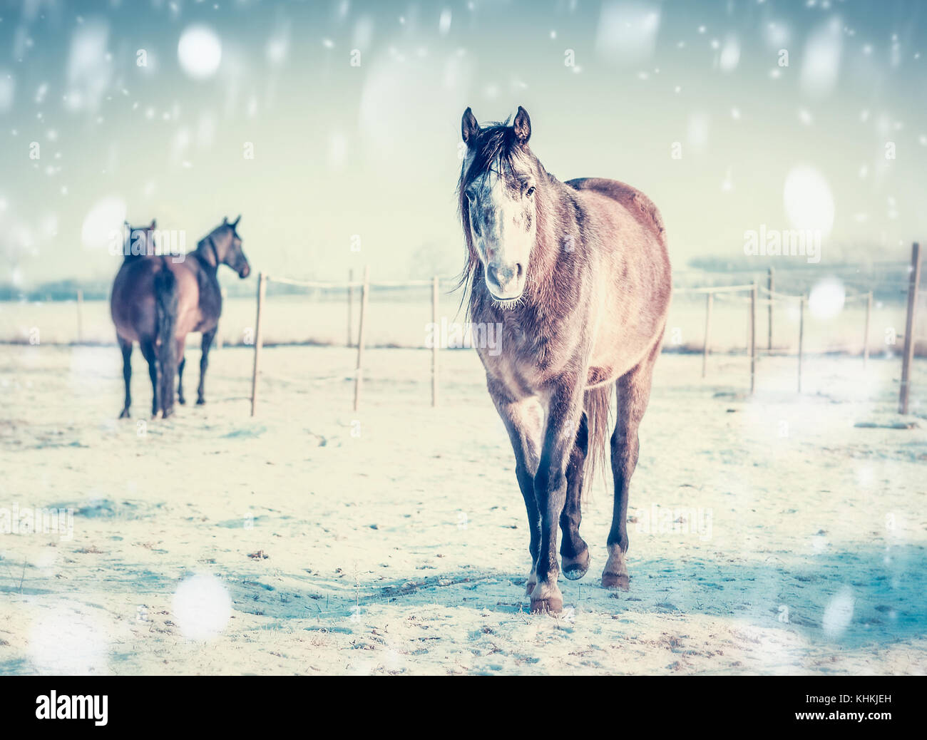 Winter horse at frosty day on paddock pasture with snow Stock Photo - Alamy