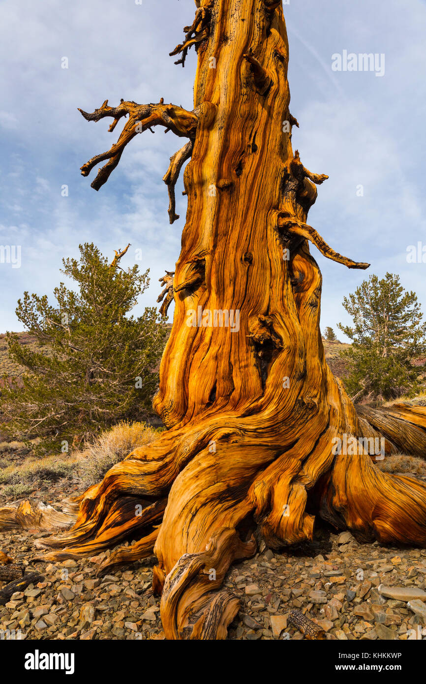 Ancient Bristlecone Pine forest, Inyo National forest, White Mountains ...