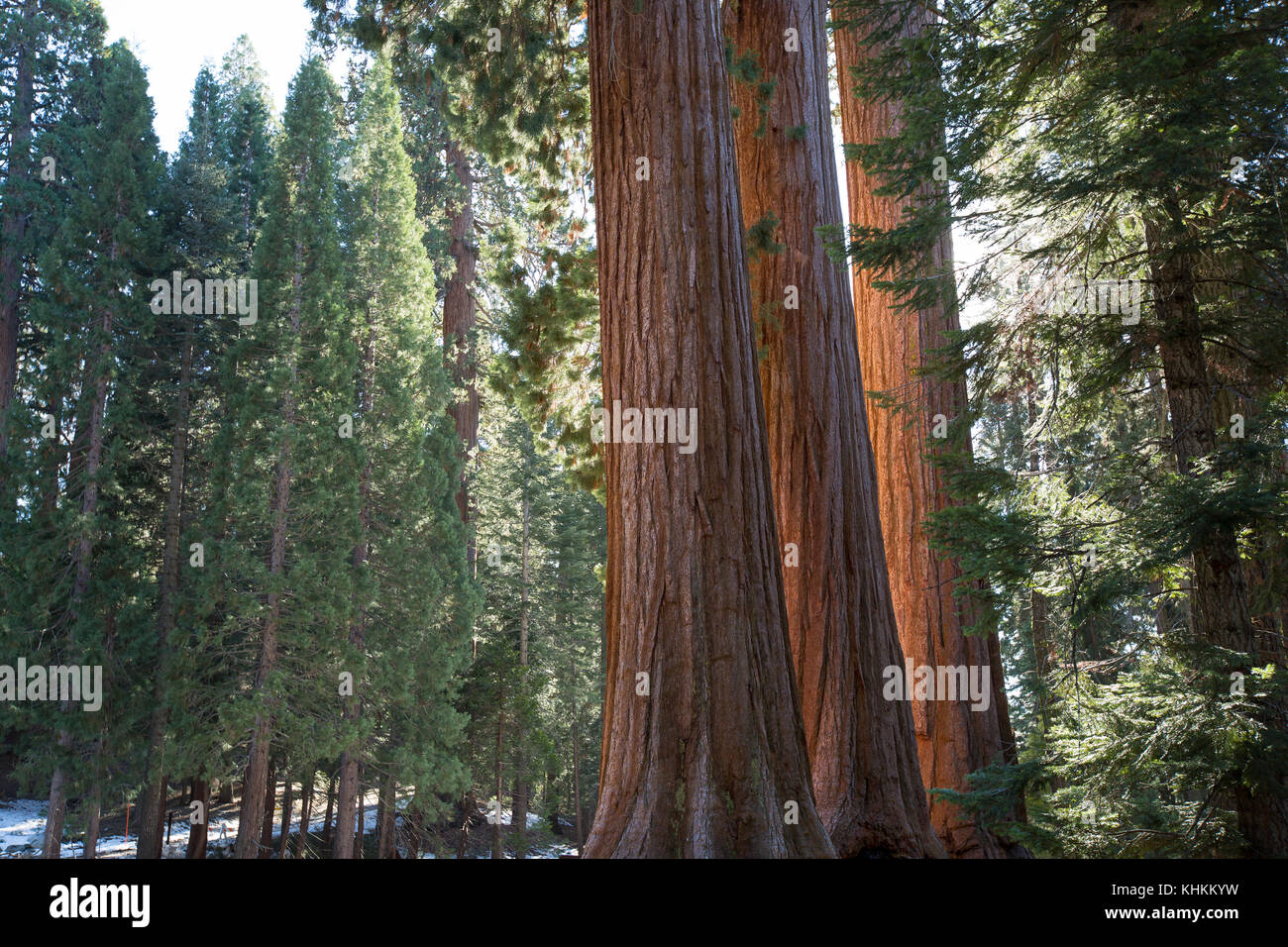 sequoia trees in California Stock Photo - Alamy