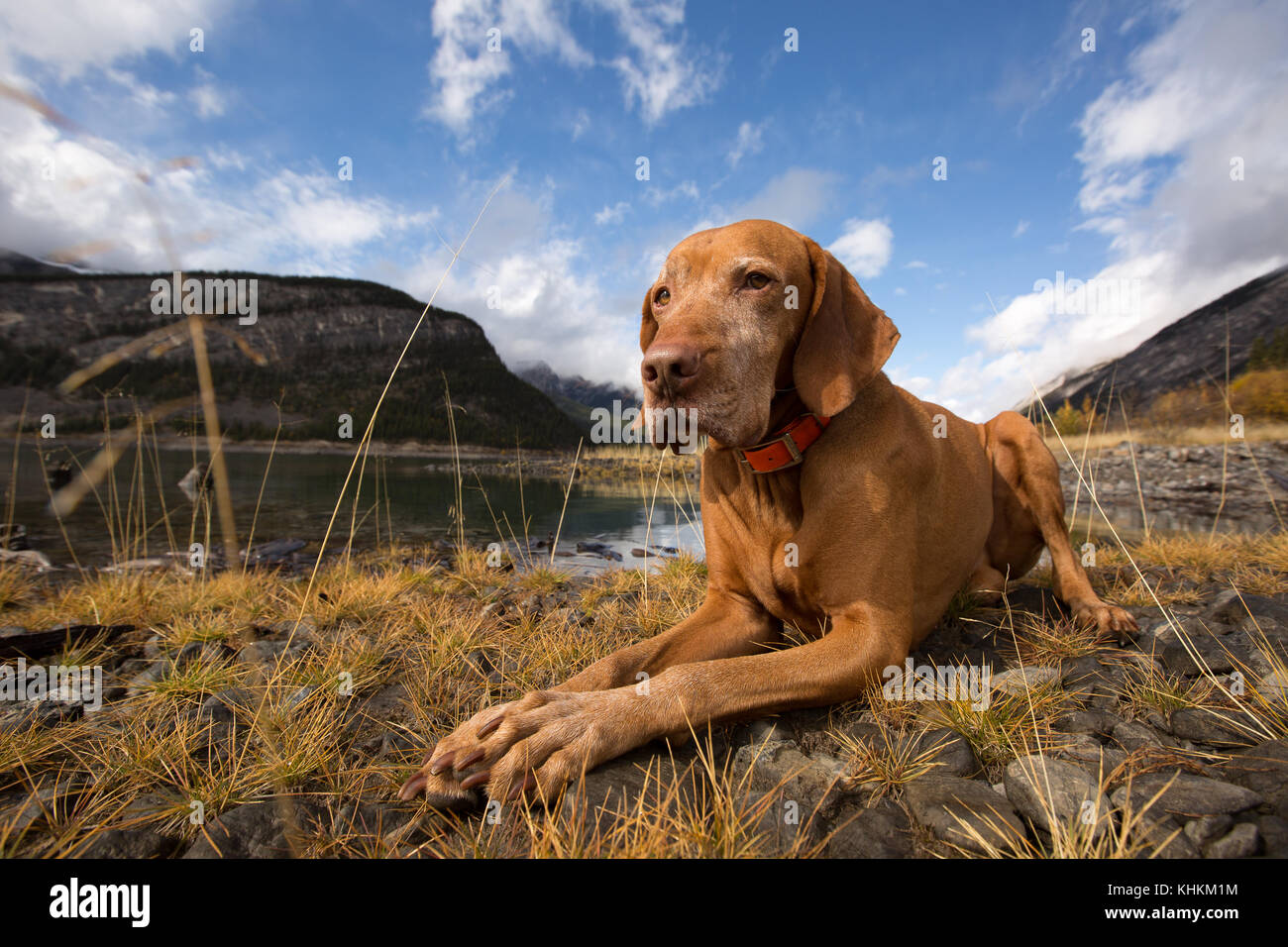 Vizsla in water hi-res stock photography and images - Alamy