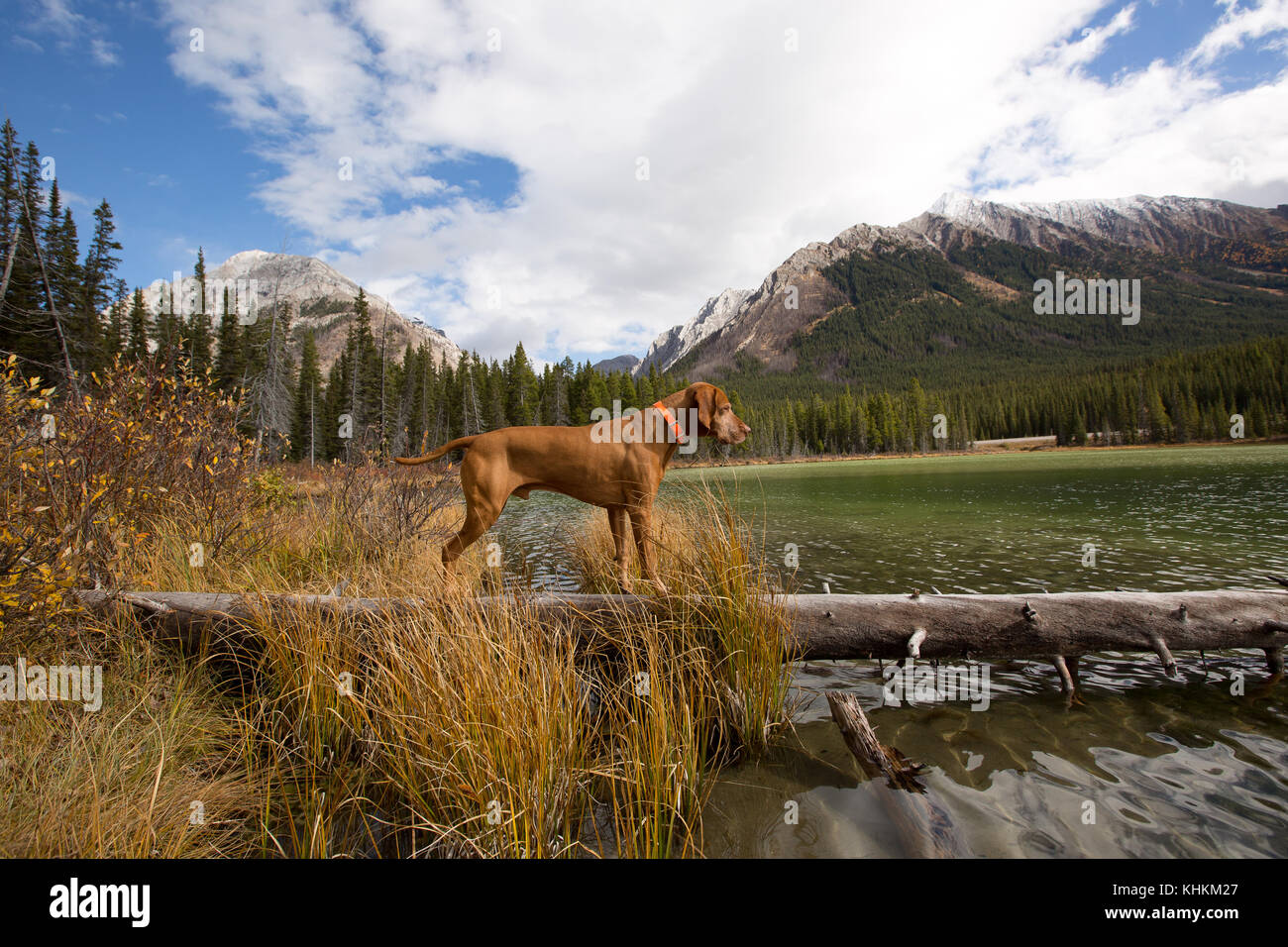 vizsla dog in field Stock Photo - Alamy