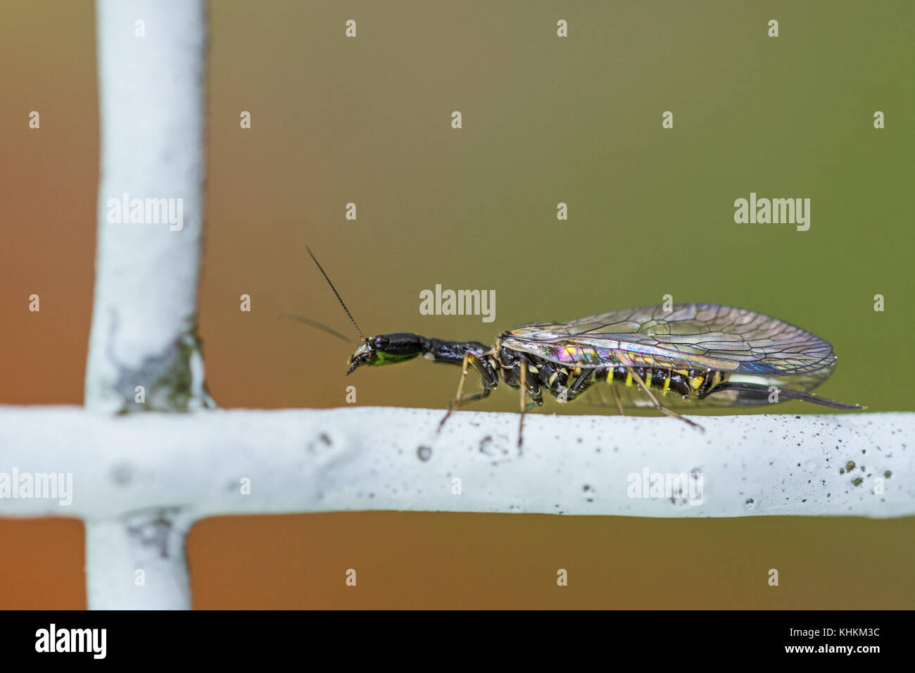 Amazing colored insect on a wire fence. Wood wasp. Xiphydriidae. Close ...