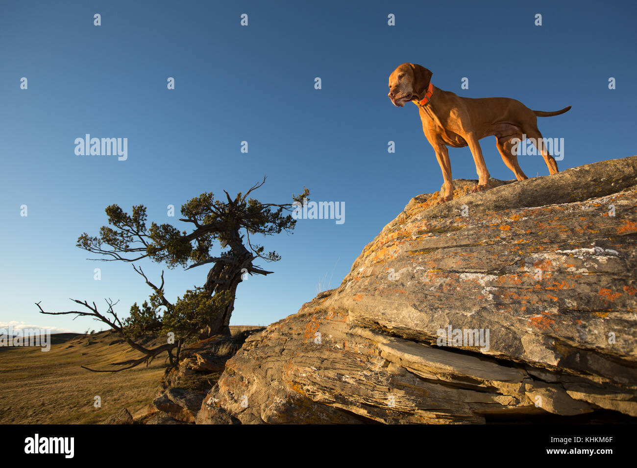 vizsla dog in field Stock Photo - Alamy