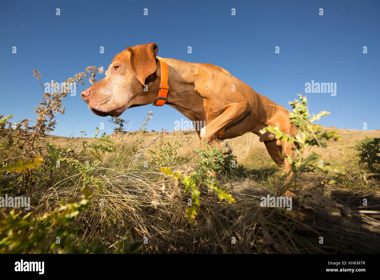 pointing vizsla dog working in the field Stock Photo - Alamy