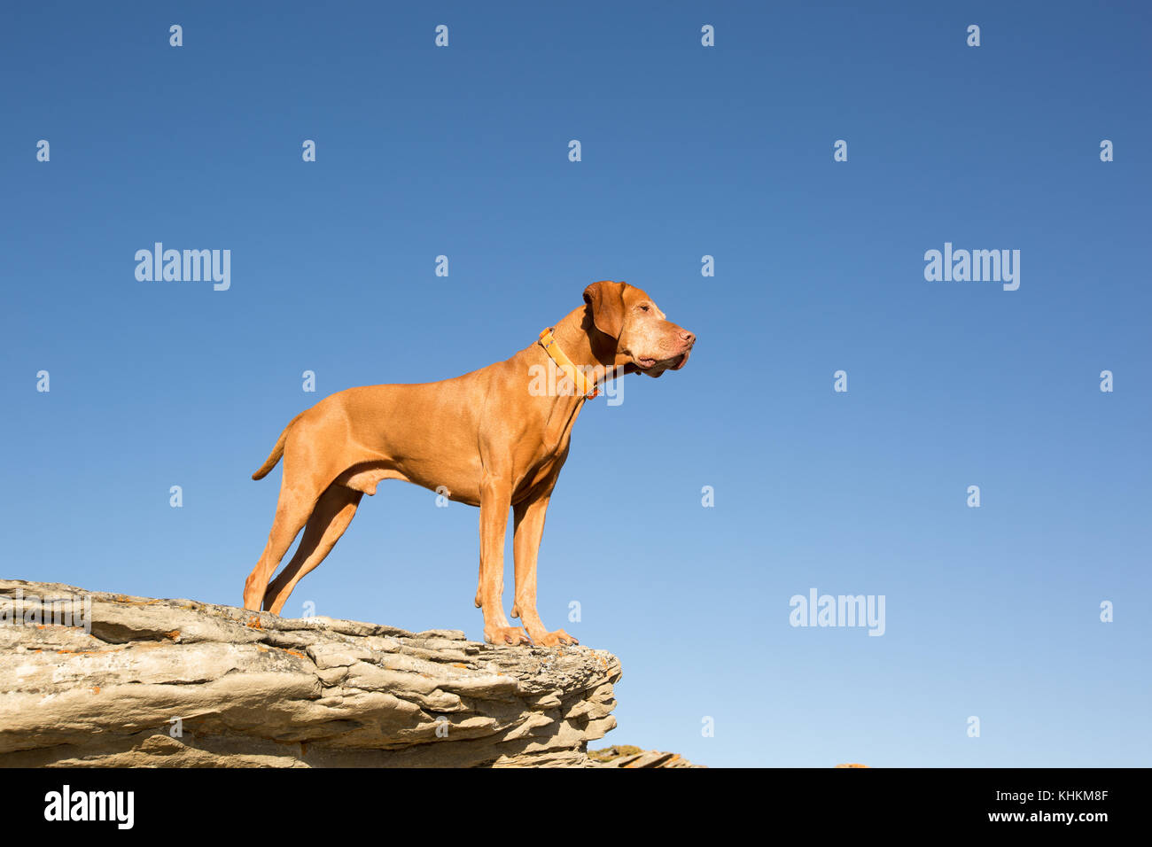 golden colour dog standing on edge of a cliff with blue sky in the ...