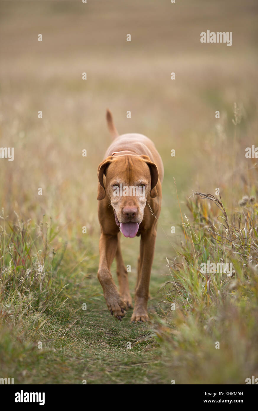 vizsla dog in field Stock Photo - Alamy