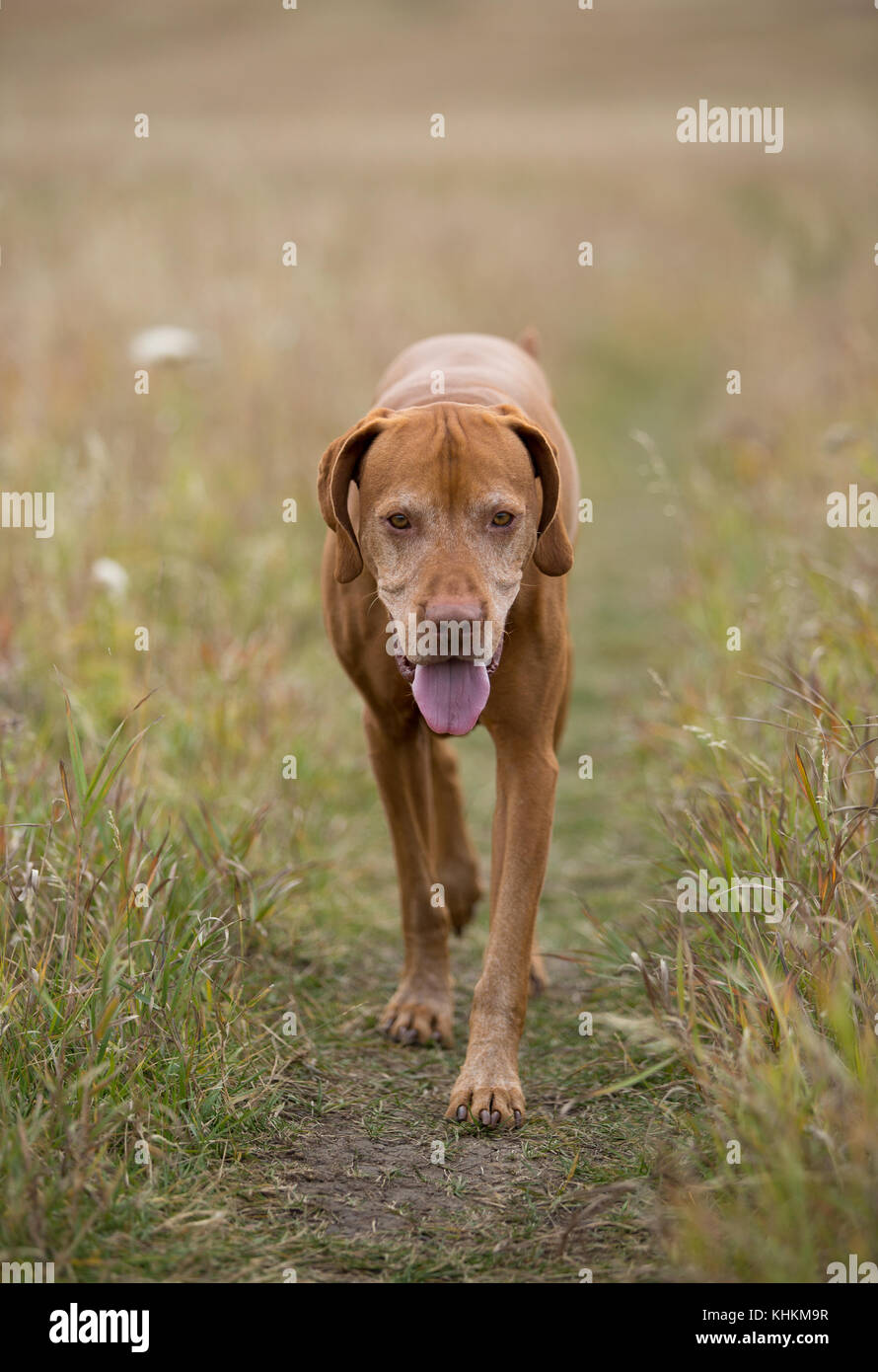 vizsla dog in field Stock Photo - Alamy