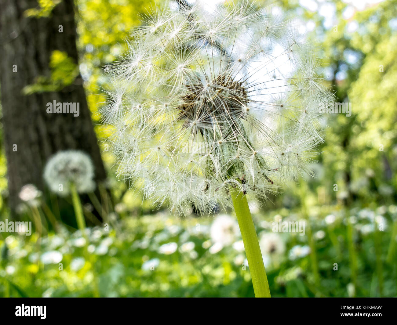 Alamy flower hi-res stock photography and images - Alamy
