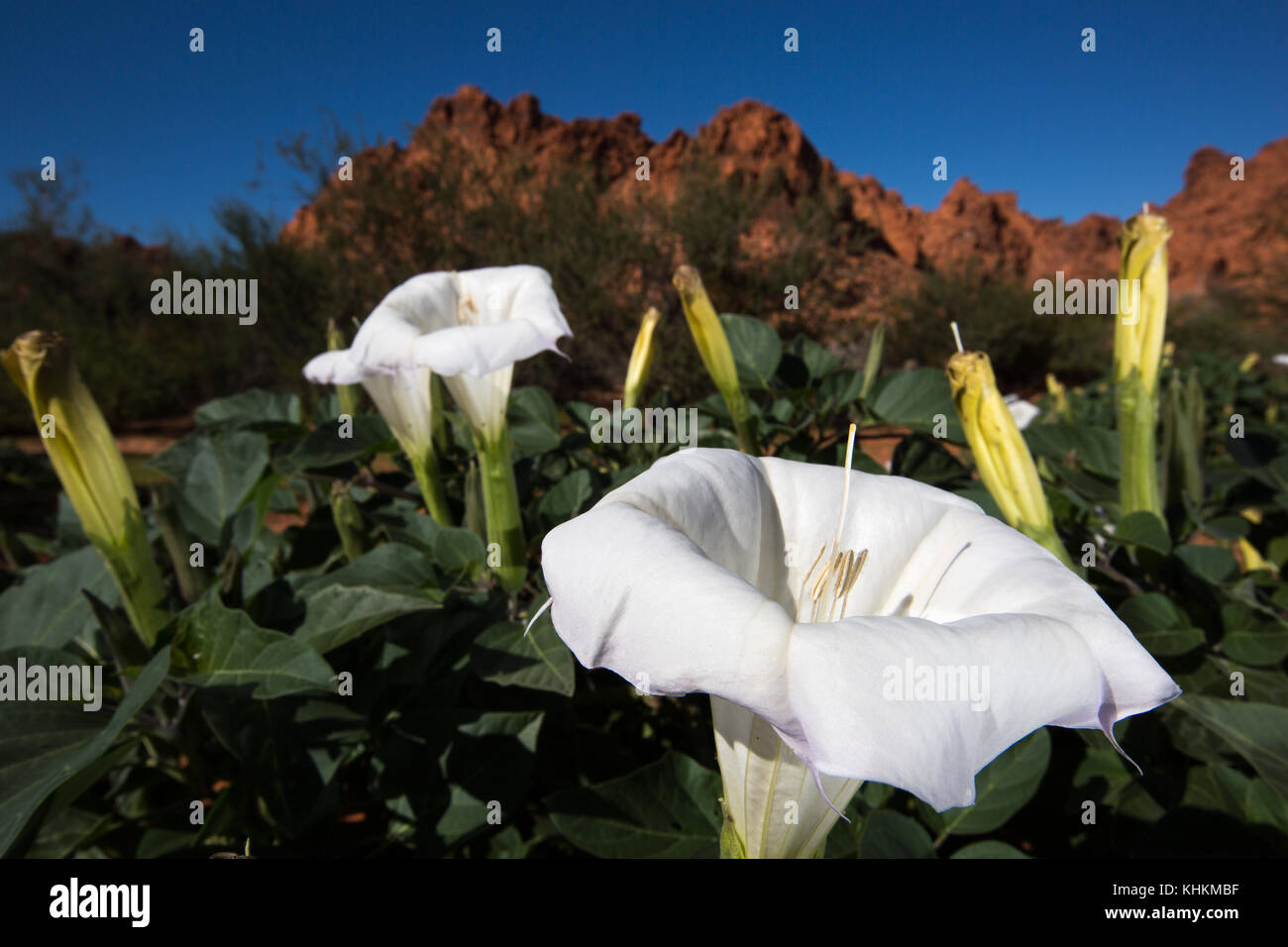 desert flowers in the Valley of Fire Stock Photo - Alamy