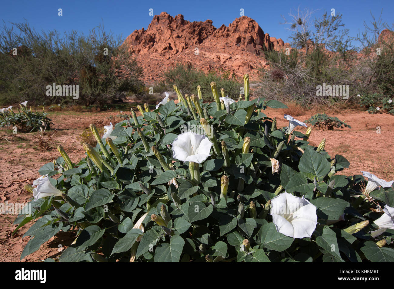 desert flowers in the Valley of Fire Stock Photo - Alamy