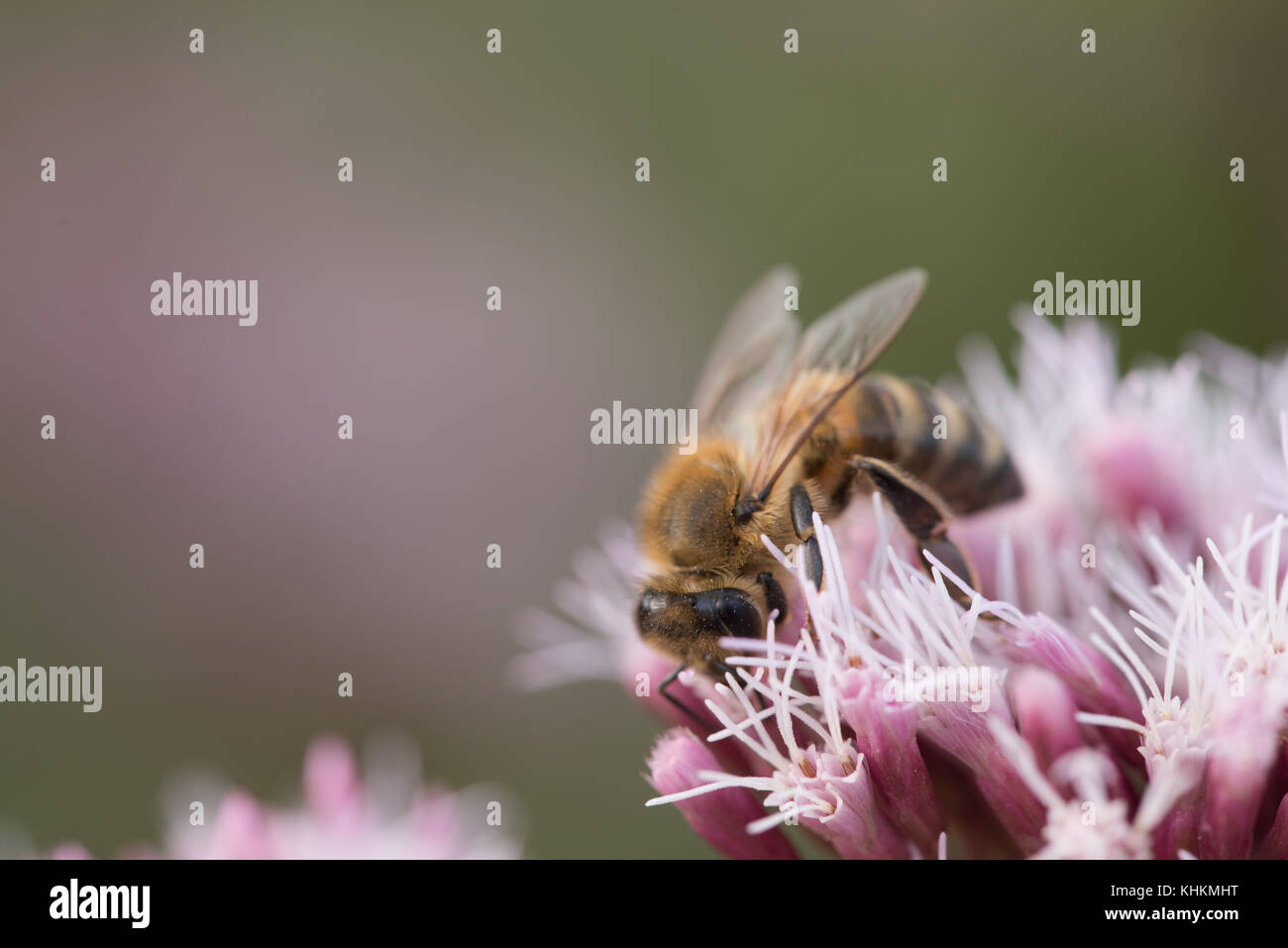 Honey bee close up close up hi-res stock photography and images - Alamy