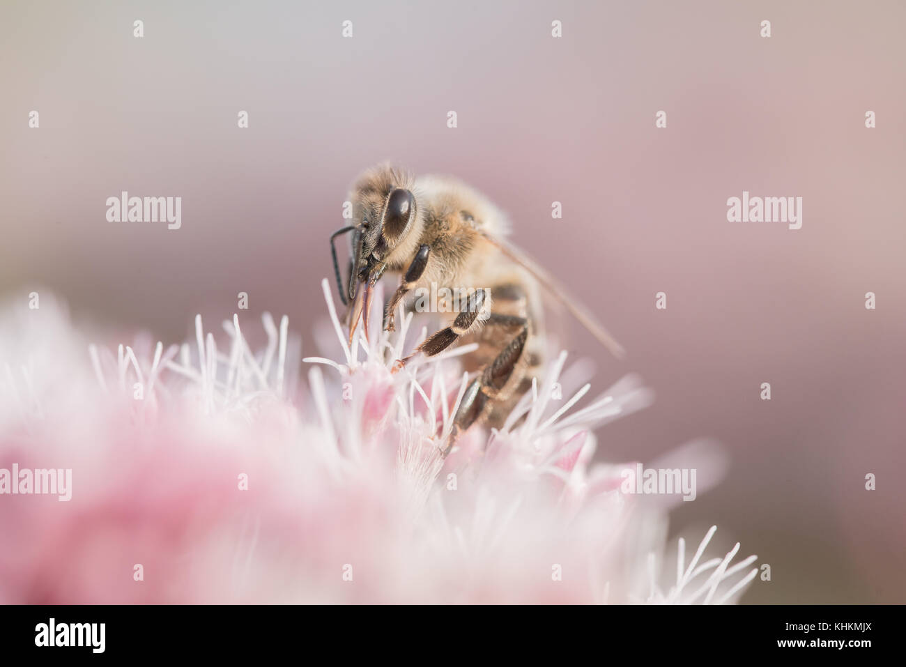 Honey Bee Collecting Honey Stock Photo - Alamy