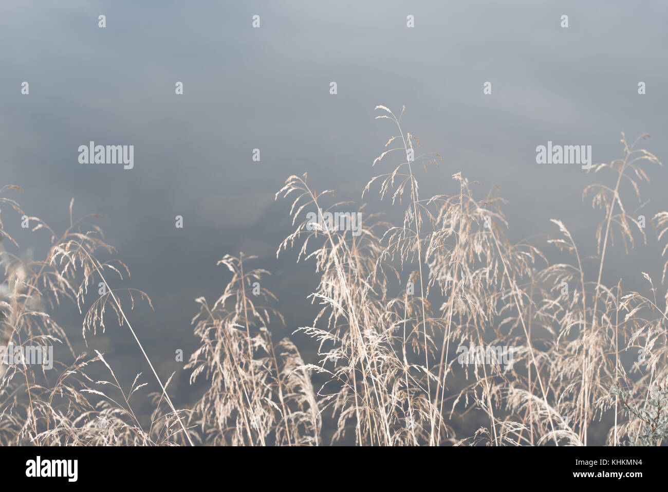 Still Kind Of Nature Grass Whater background Stock Photo - Alamy