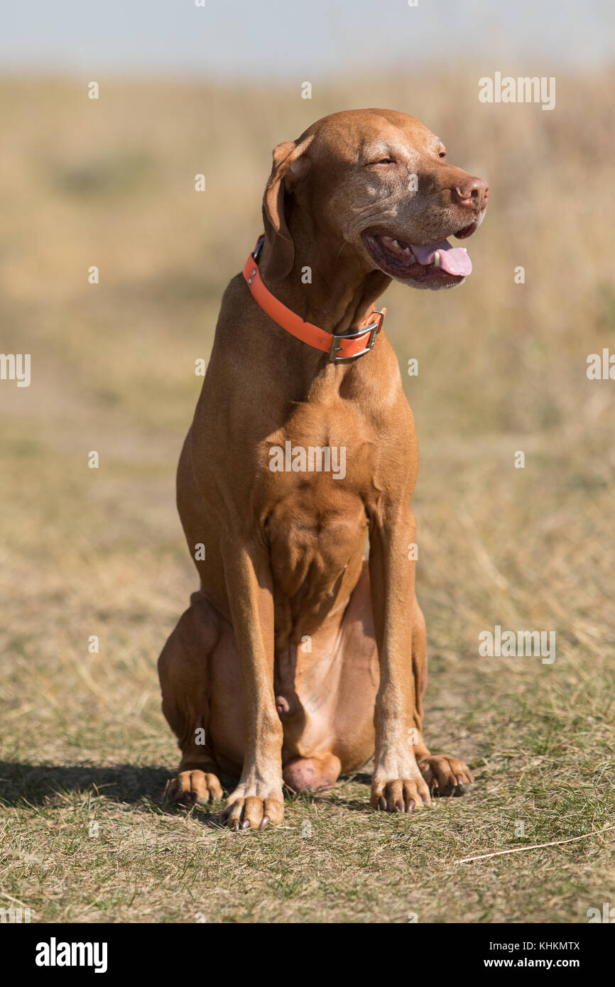 pure breed hungarian vizsla sitting outdoors Stock Photo - Alamy