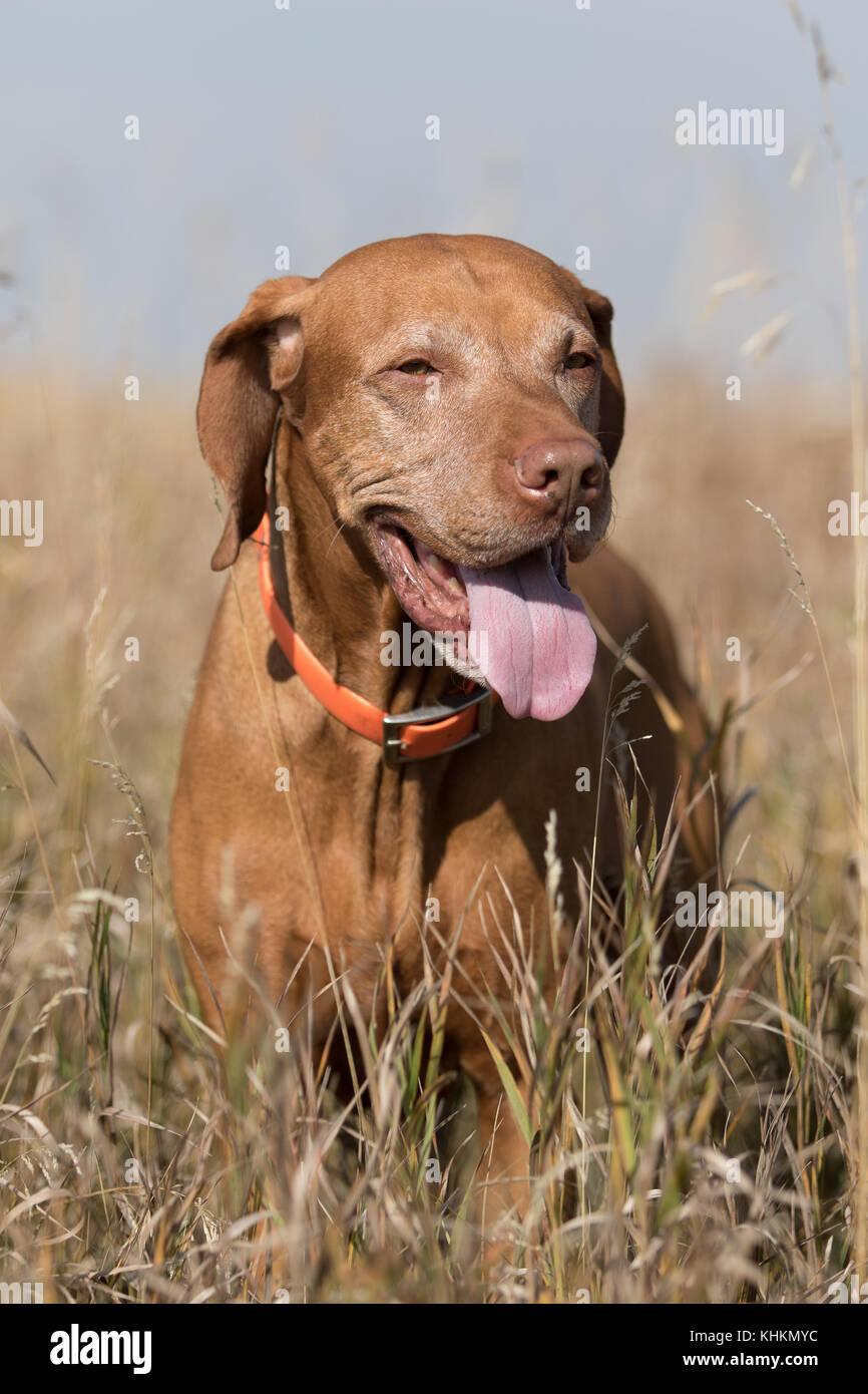 vizsla dog in field Stock Photo - Alamy