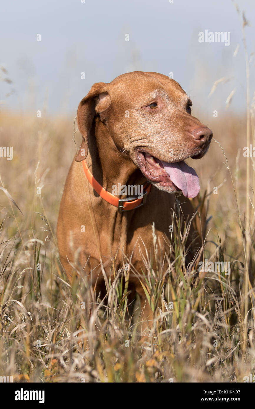 vizsla dog in field Stock Photo - Alamy