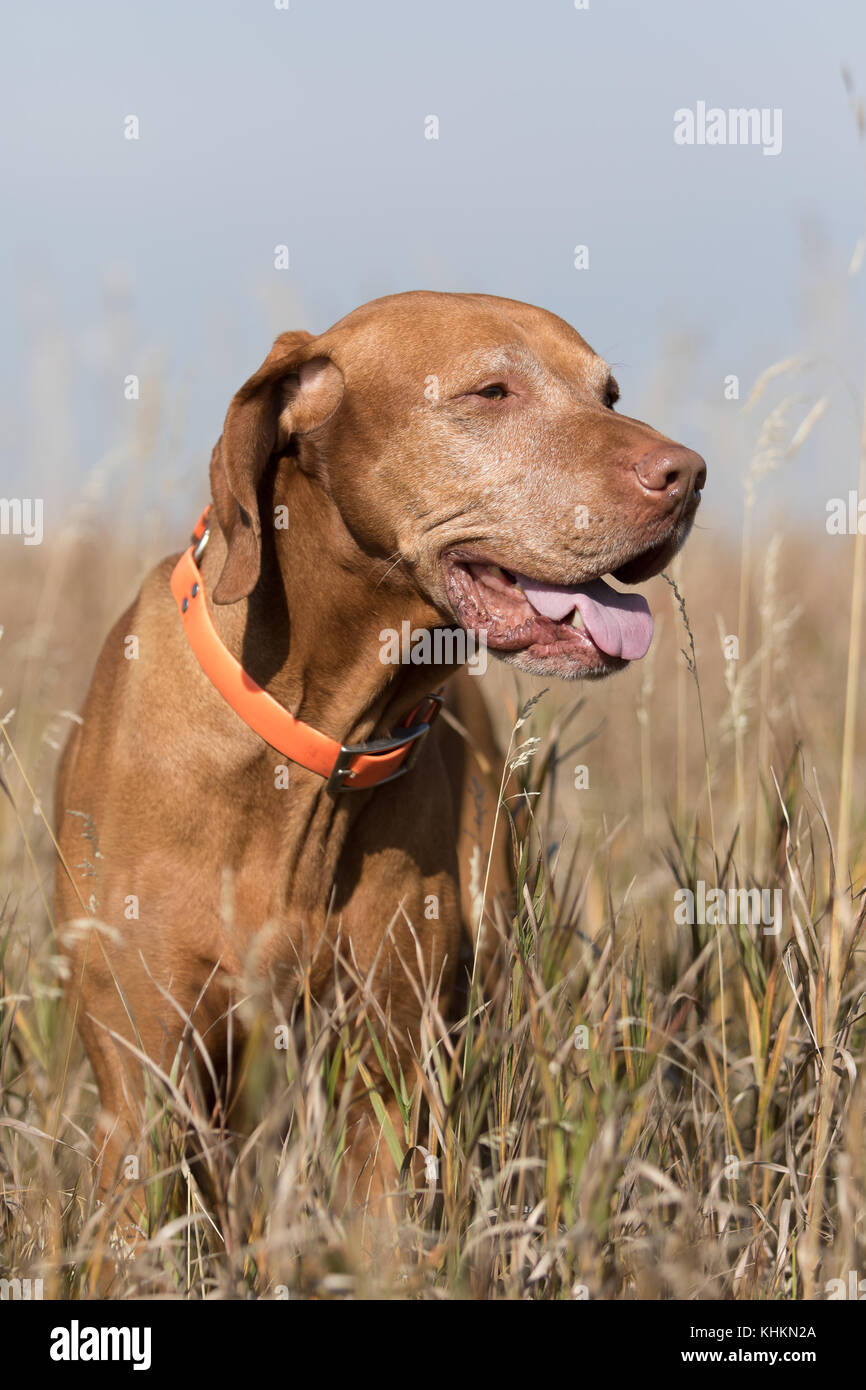 vizsla dog in field Stock Photo - Alamy
