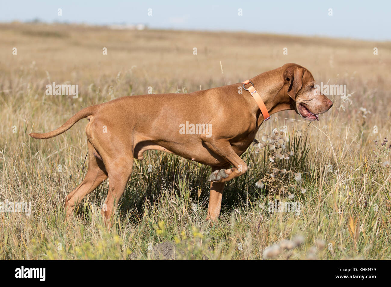 vizsla dog in field Stock Photo - Alamy
