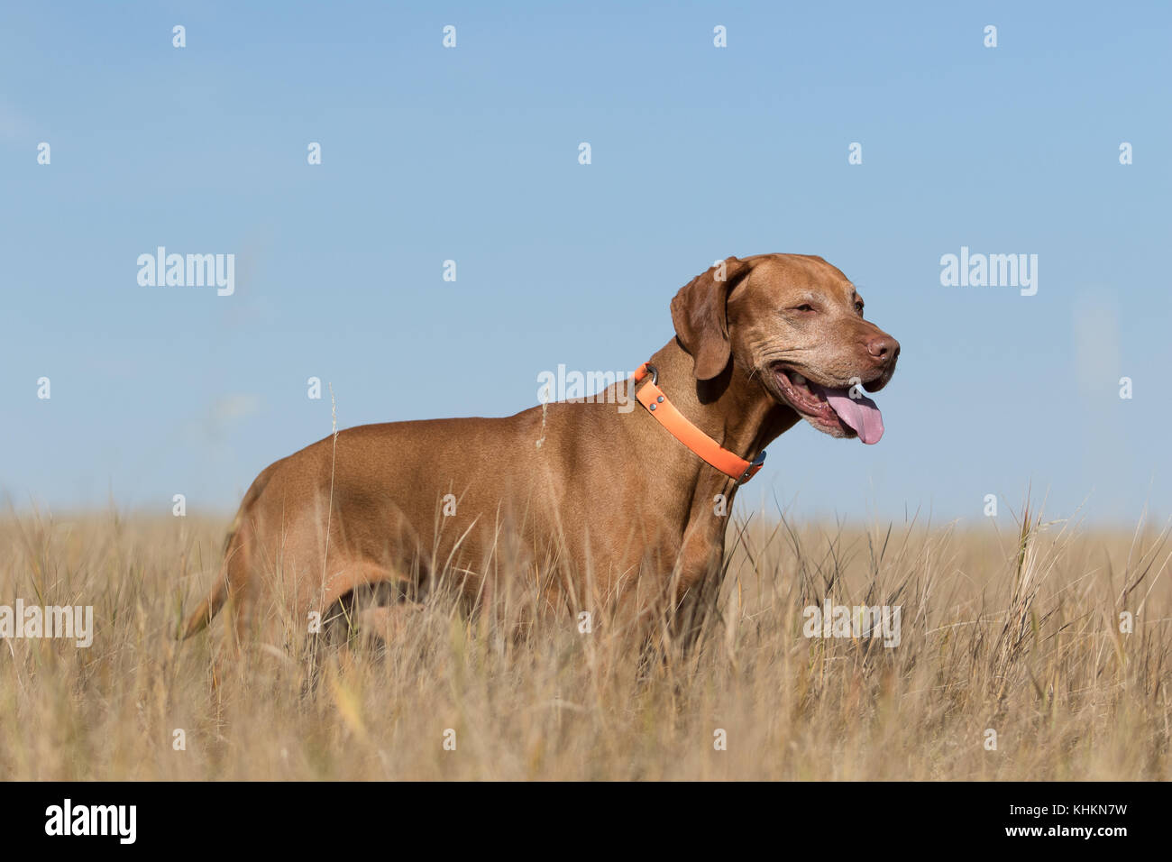 vizsla dog in field Stock Photo - Alamy