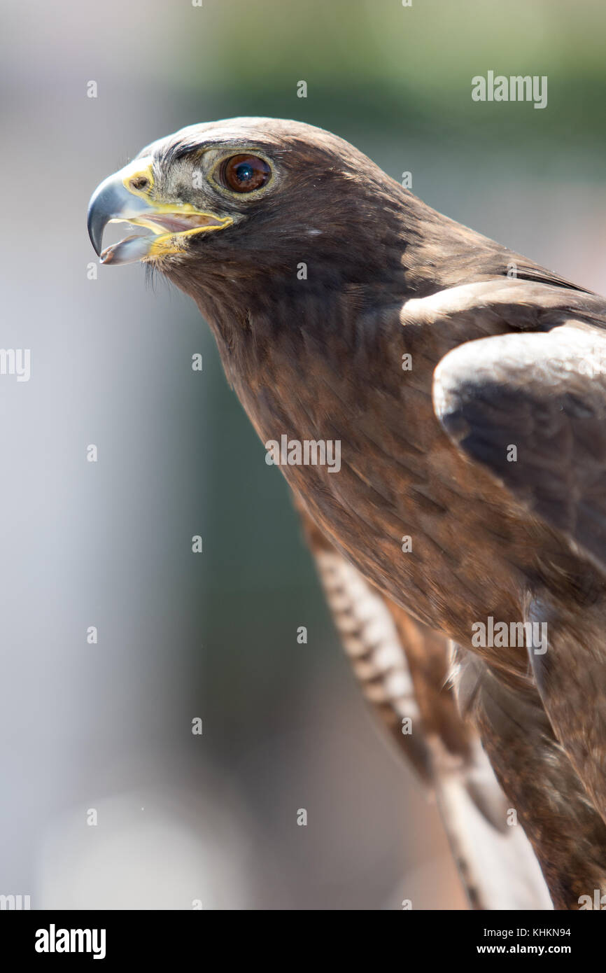 Hawk beak closeup hi-res stock photography and images - Alamy
